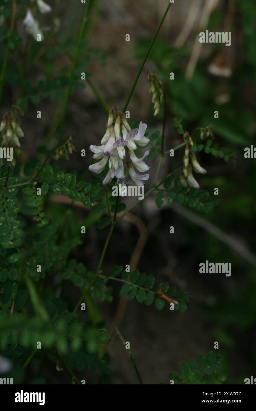 Wood Vetch (Vicia sylvatica) Plantae Stock Photo - Alamy