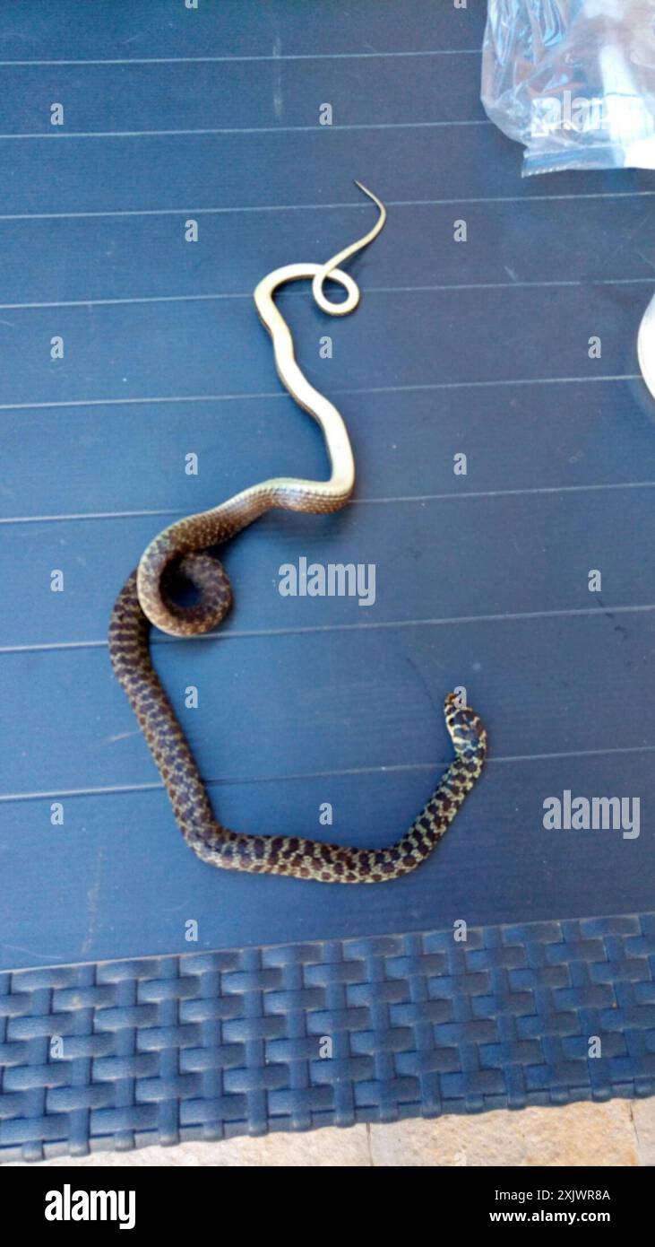 Green Whip Snake (Hierophis viridiflavus) Reptilia Stock Photo - Alamy