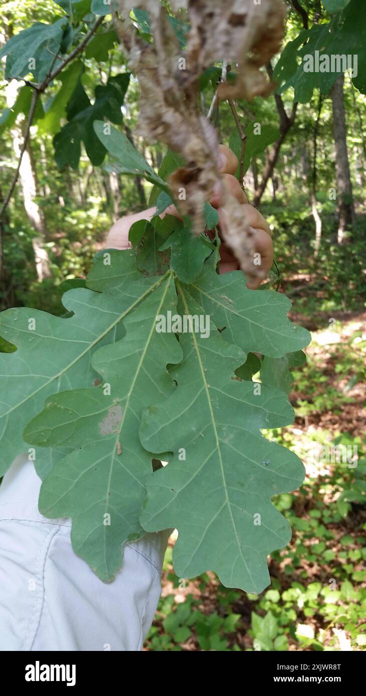 white oak (Quercus alba) Plantae Stock Photo - Alamy