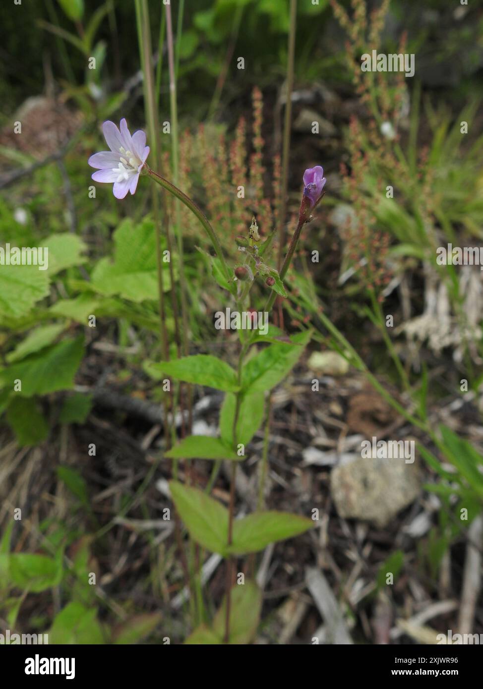 Broad-leaved Willowherb (Epilobium montanum) Plantae Stock Photo - Alamy