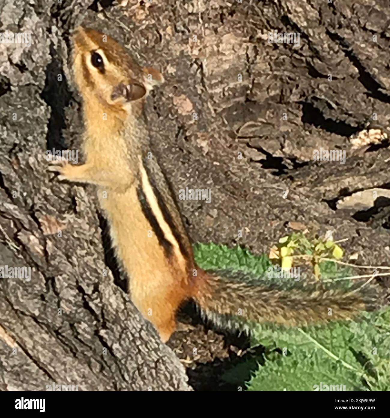 Eastern Chipmunk (Tamias striatus) Mammalia Stock Photo - Alamy