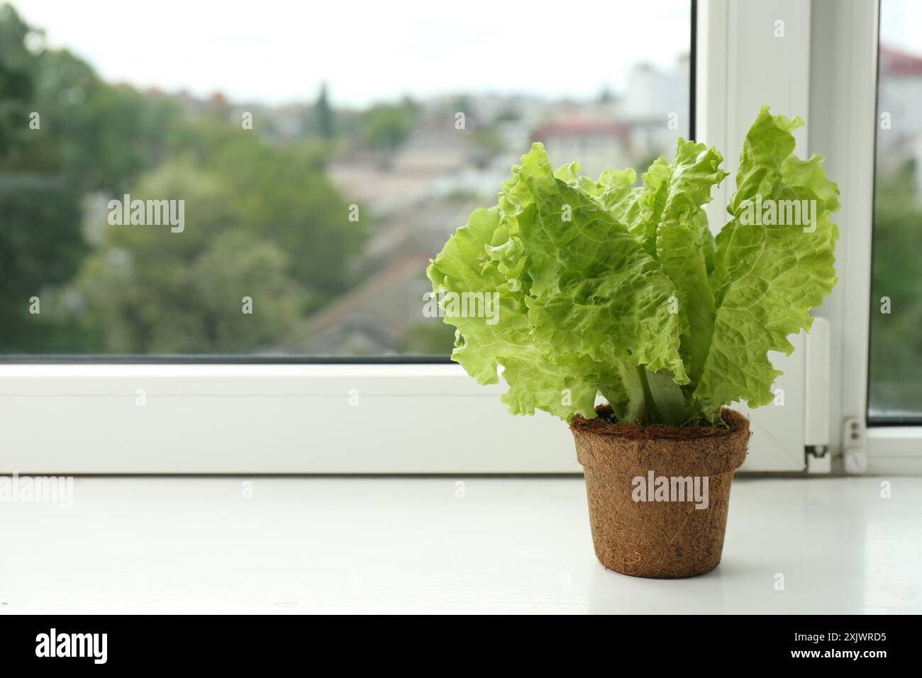 Growing lettuce window hi-res stock photography and images - Alamy