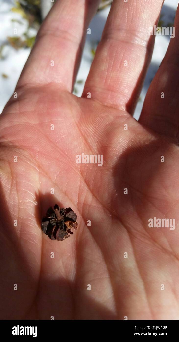 woodland pinedrops (Pterospora andromedea) Plantae Stock Photo - Alamy