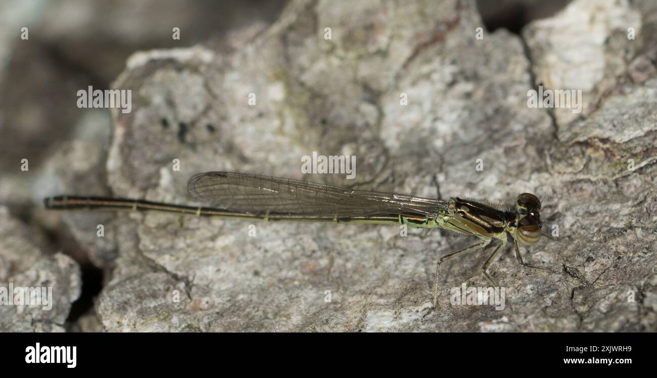 Fragile Forktail (Ischnura posita) Insecta Stock Photo - Alamy
