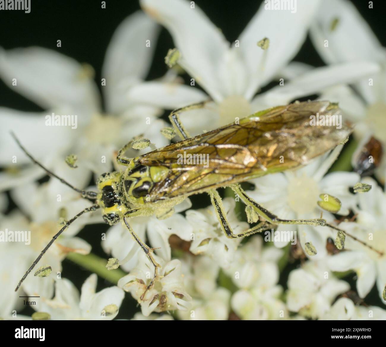 Sawflies, Horntails, and Wood Wasps (Symphyta) Insecta Stock Photo - Alamy