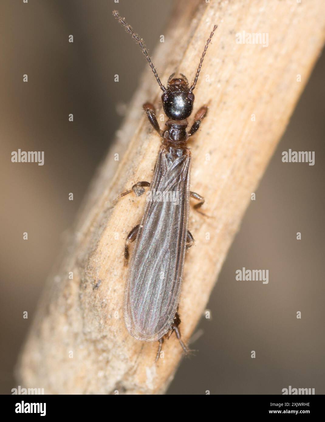 Webspinners hi-res stock photography and images - Alamy