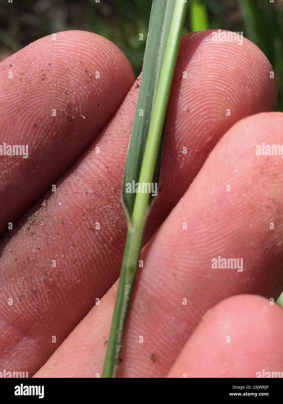 grasses (Poaceae) Plantae Stock Photo - Alamy