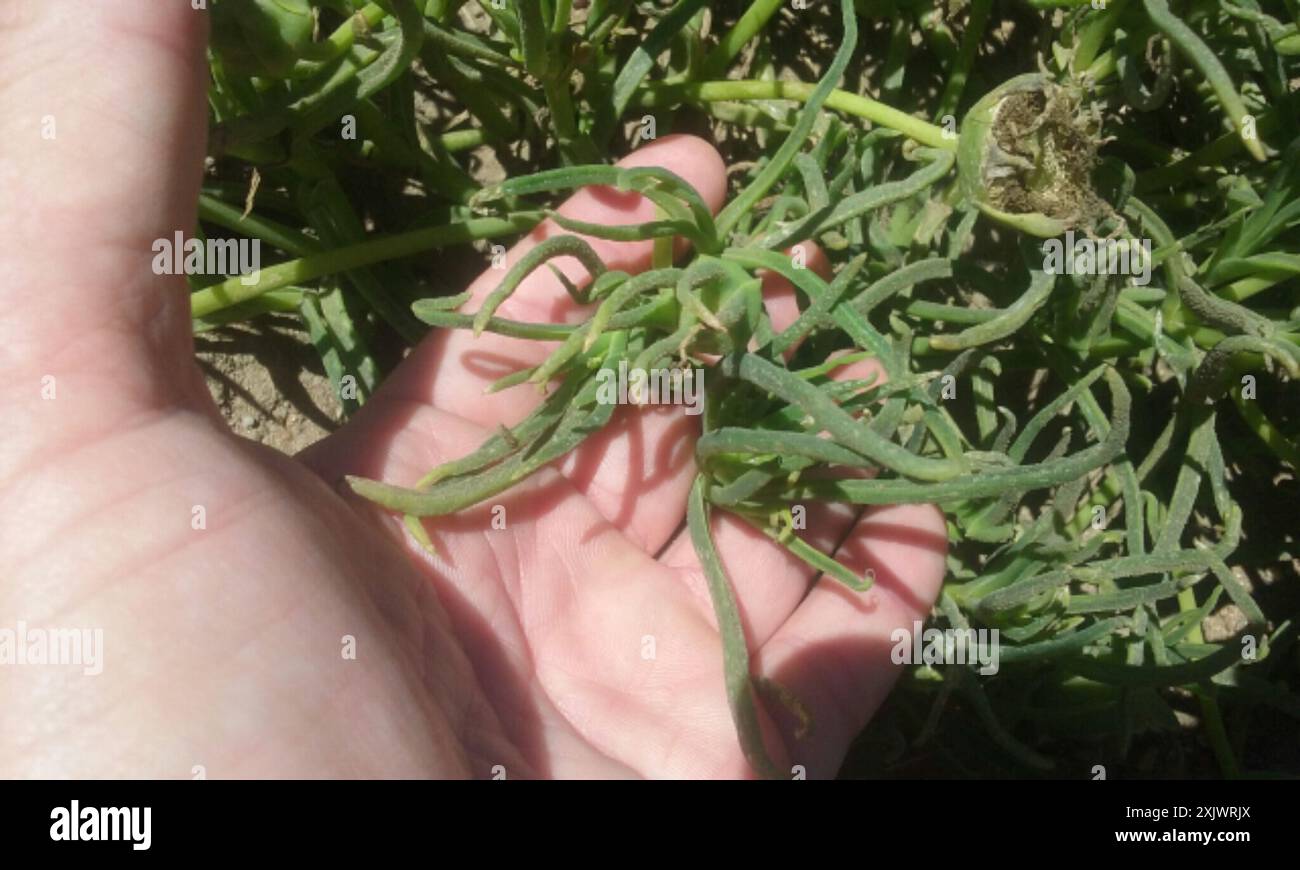 Pig's-root (Conicosia pugioniformis) Plantae Stock Photo - Alamy