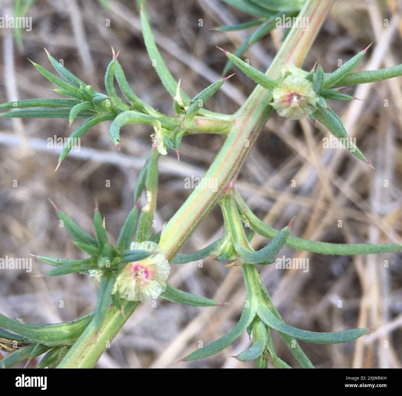 Southern Russian Thistle (Salsola australis) Plantae Stock Photo - Alamy