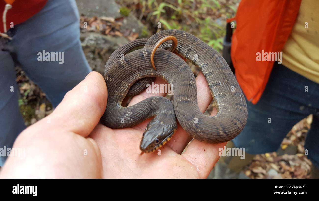 Plain-bellied Watersnake (Nerodia erythrogaster) Reptilia Stock Photo ...