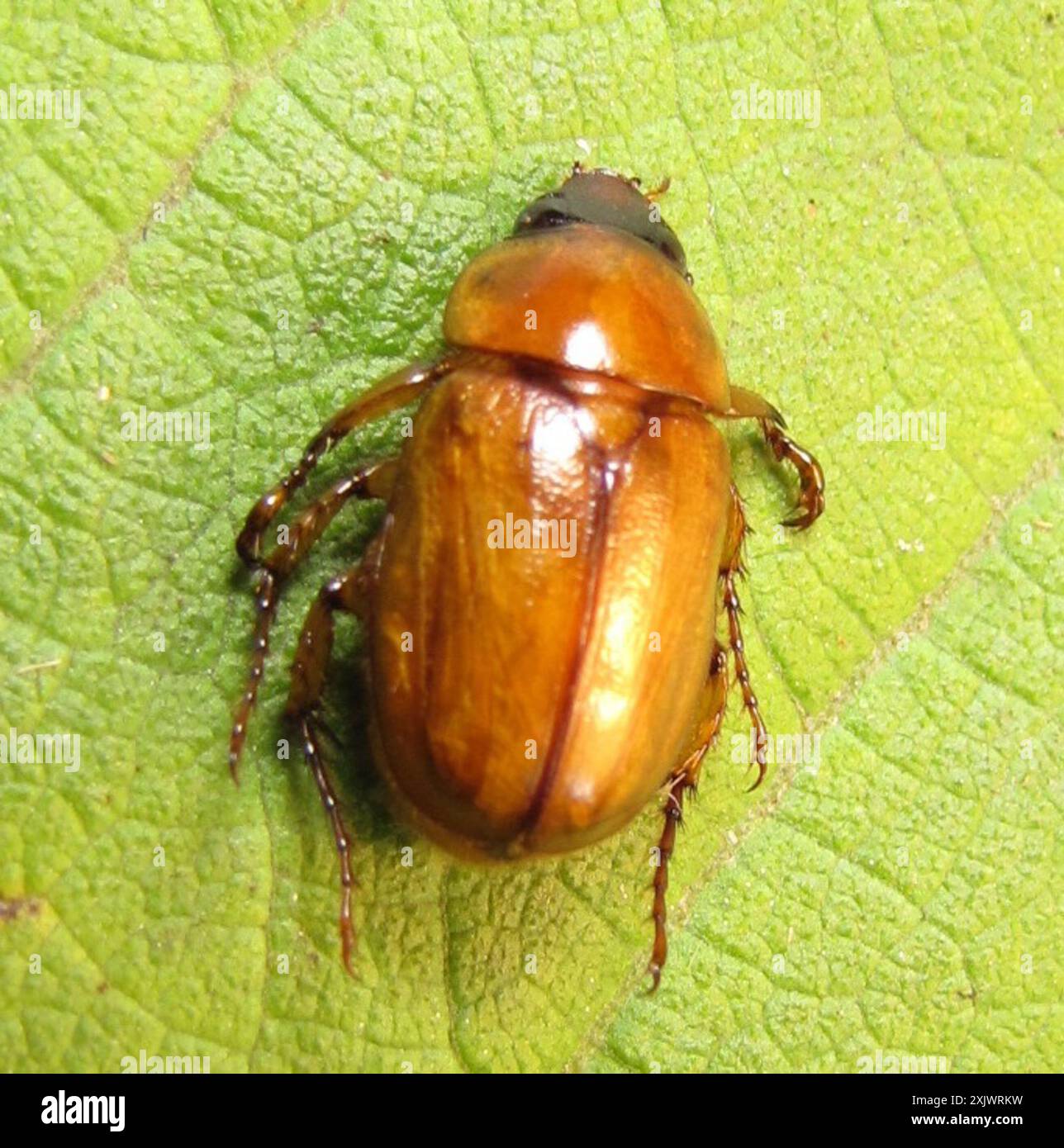 May Beetles (Phyllophaga) Insecta Stock Photo - Alamy