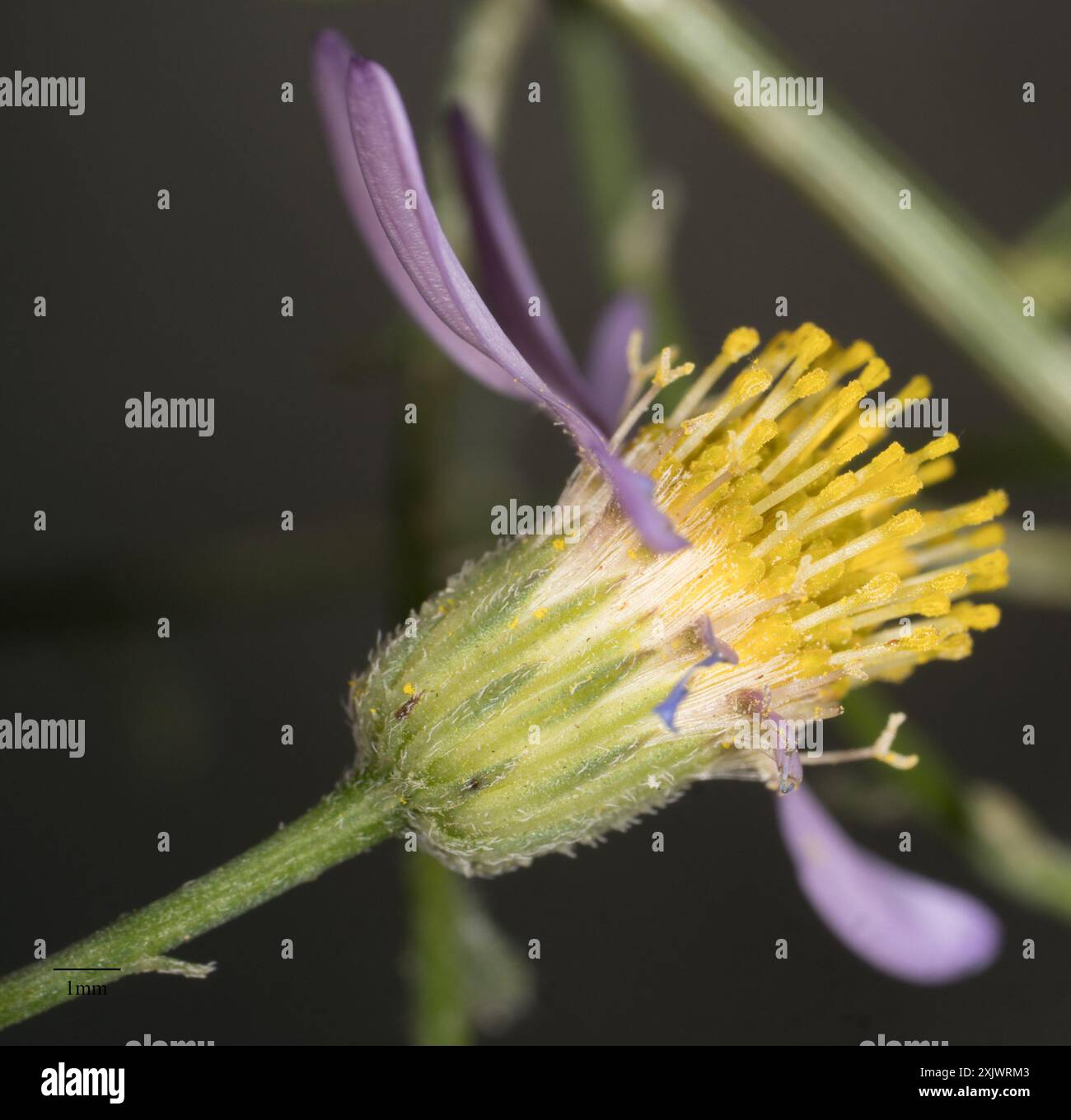 California Aster (Corethrogyne filaginifolia) Plantae Stock Photo - Alamy