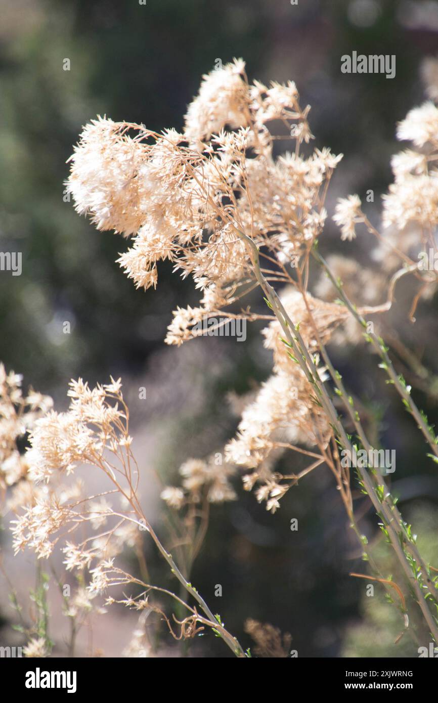 asters and allies (Astereae) Plantae Stock Photo - Alamy