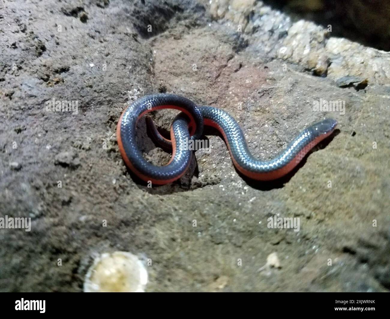 Western Worm Snake (Carphophis vermis) Reptilia Stock Photo - Alamy