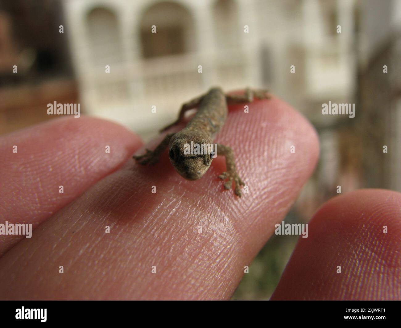 Afro-Neotropical Dwarf Geckos (Lygodactylus) Reptilia Stock Photo - Alamy