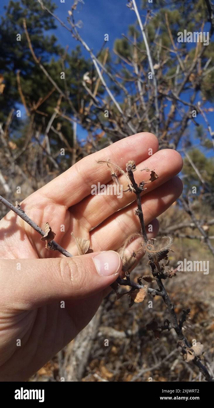 Alderleaf Mountain Mahogany (Cercocarpus montanus) Plantae Stock Photo ...