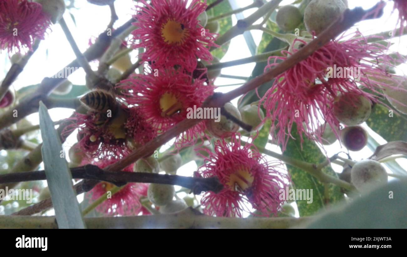 Yellow gum (Eucalyptus leucoxylon) Plantae Stock Photo - Alamy