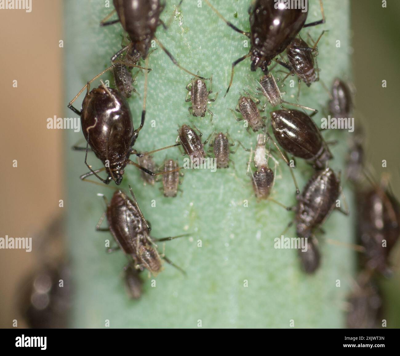 Onion Aphid (Neotoxoptera formosana) Insecta Stock Photo - Alamy