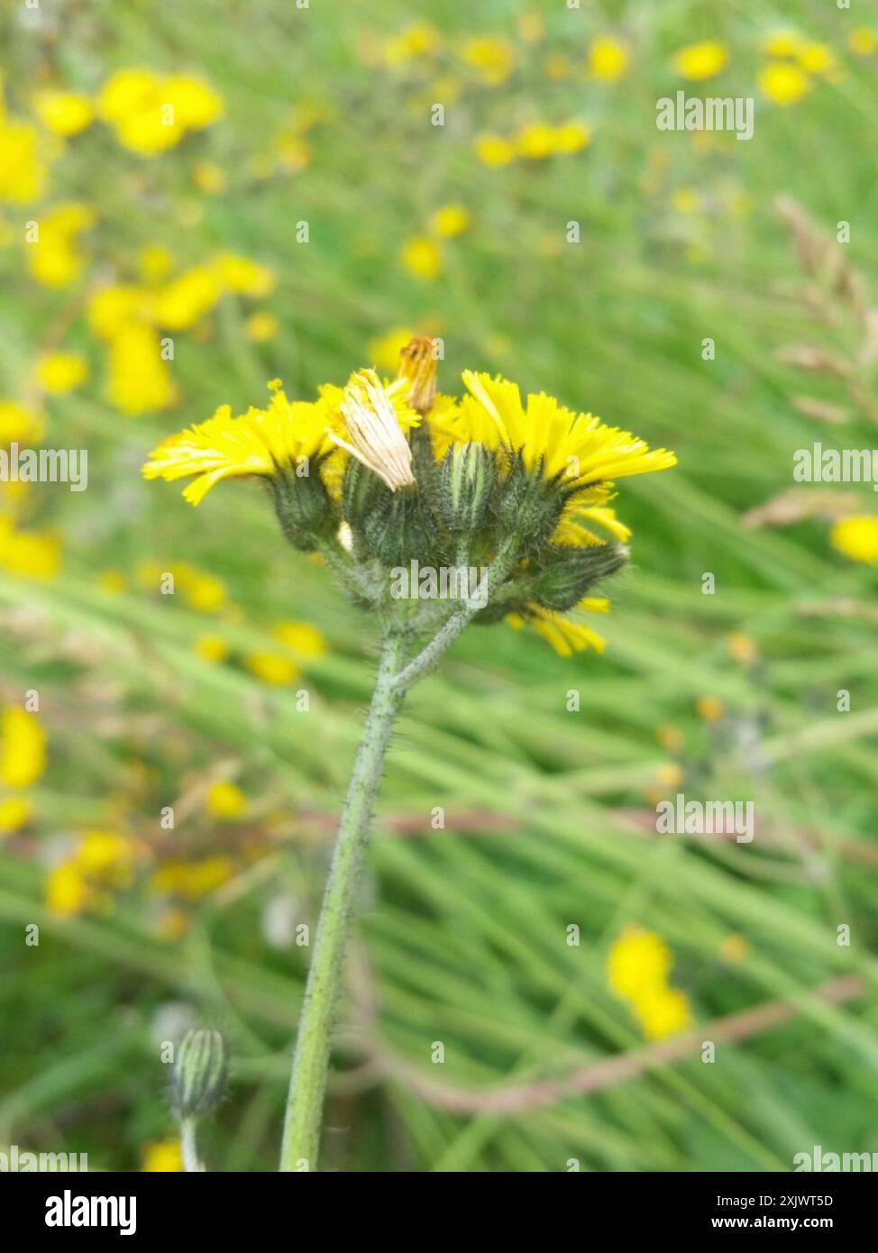 meadow hawkweed (Pilosella caespitosa) Plantae Stock Photo - Alamy