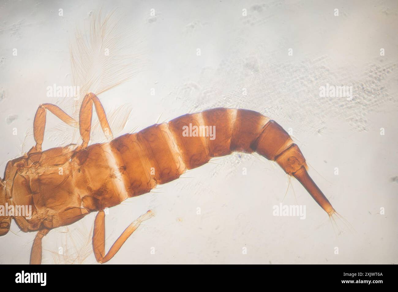 Weeping Fig Thrips (Gynaikothrips uzeli) Insecta Stock Photo - Alamy
