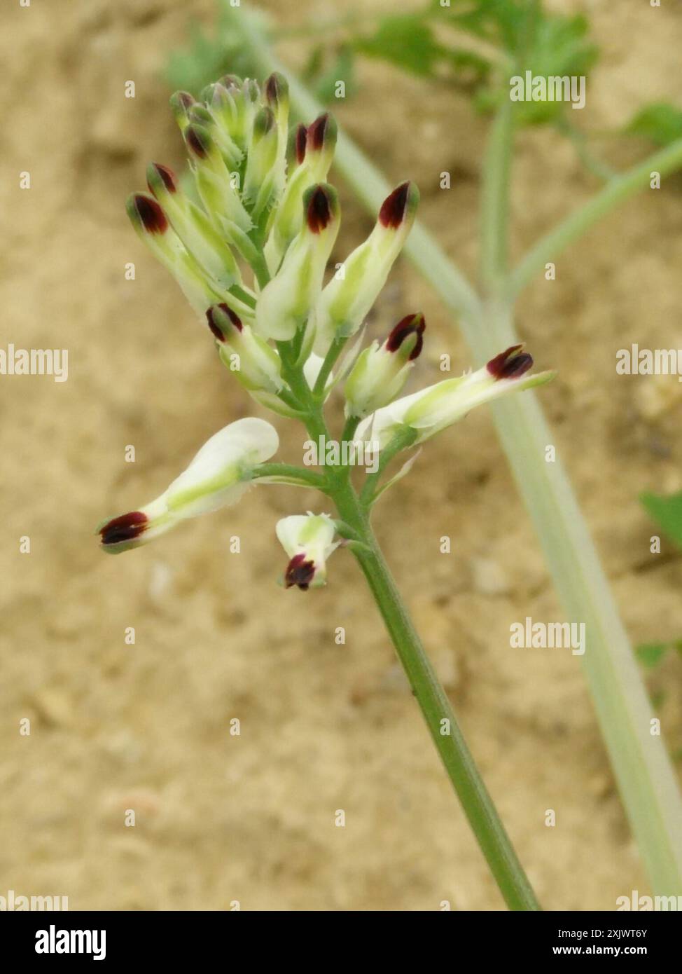 white ramping-fumitory (Fumaria capreolata) Plantae Stock Photo - Alamy