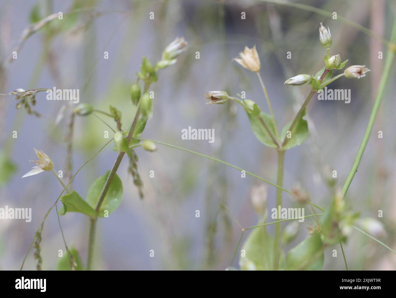 chickweeds (Stellaria) Plantae Stock Photo - Alamy