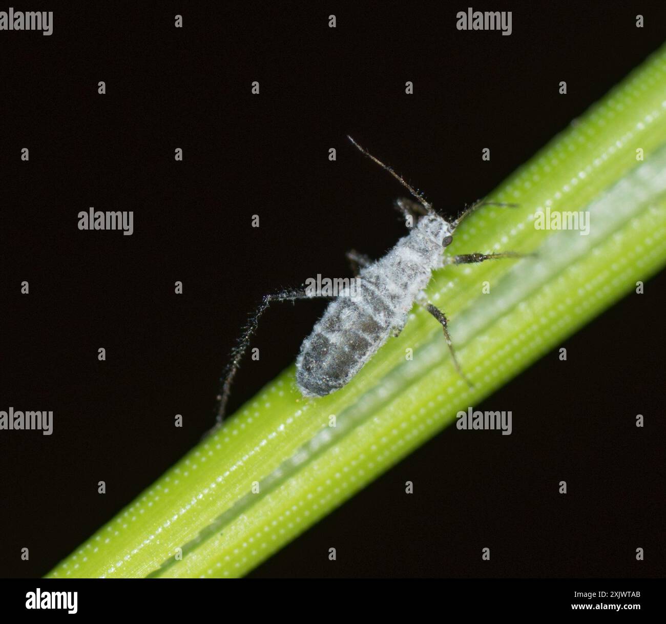 pine needle aphid (Eulachnus rileyi) Insecta Stock Photo - Alamy