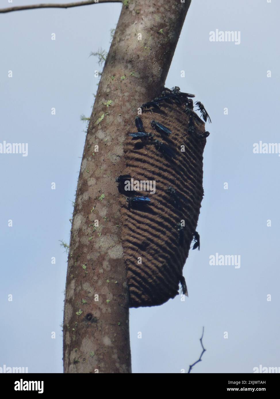 Warrior Wasps (Synoeca) Insecta Stock Photo - Alamy