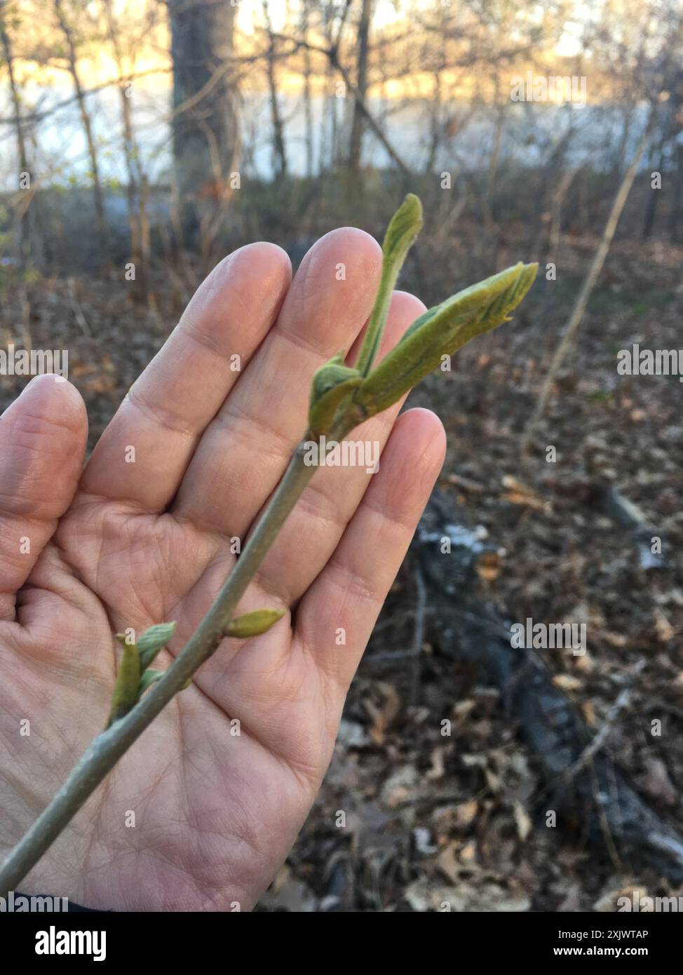 bitternut hickory (Carya cordiformis) Plantae Stock Photo - Alamy