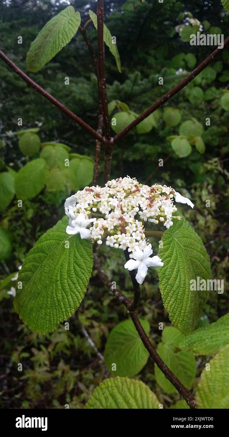 hobblebush (Viburnum lantanoides) Plantae Stock Photo - Alamy