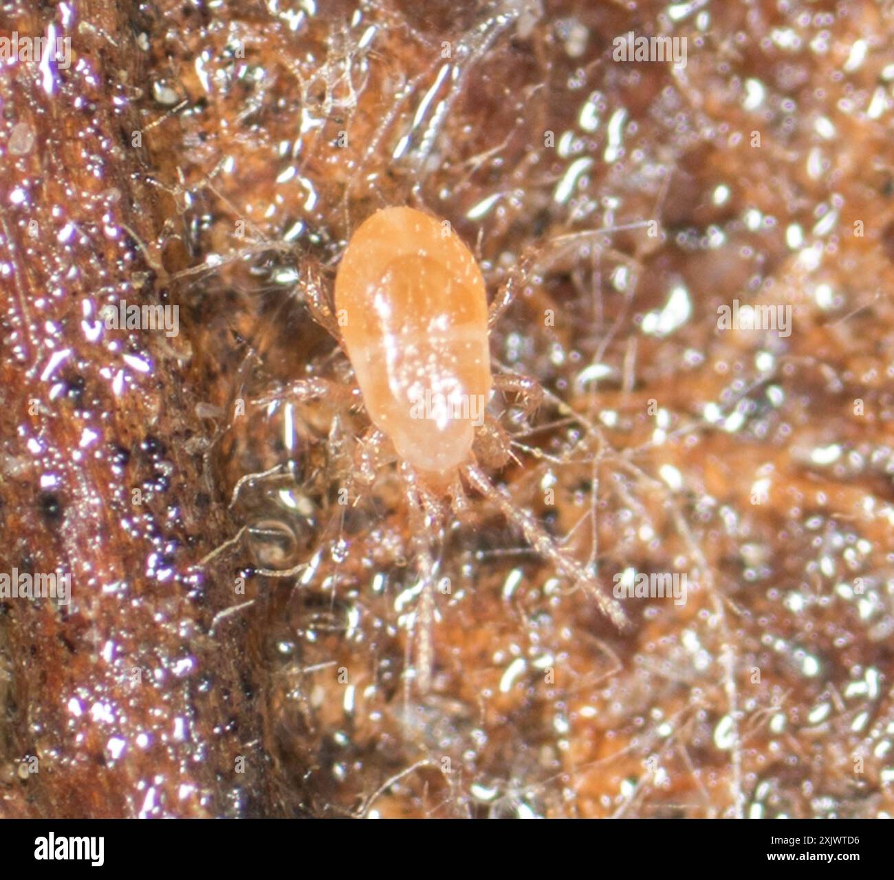 Mesostigs (Mesostigmata) Arachnida Stock Photo - Alamy