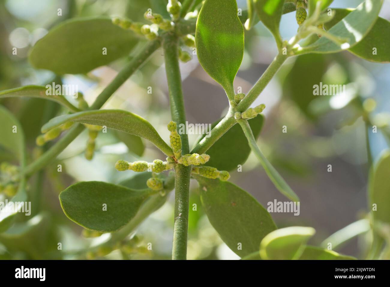 American Mistletoe (Phoradendron leucarpum) Plantae Stock Photo - Alamy