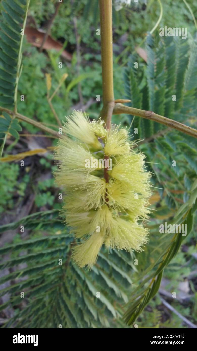 Plume Albizia (Paraserianthes lophantha) Plantae Stock Photo - Alamy