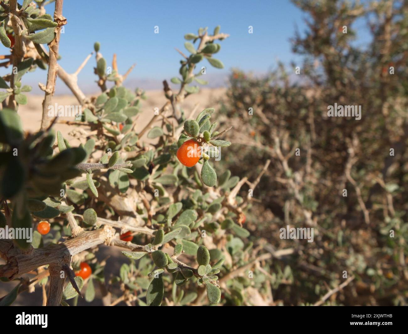 salt tree (Nitraria retusa) Plantae Stock Photo - Alamy