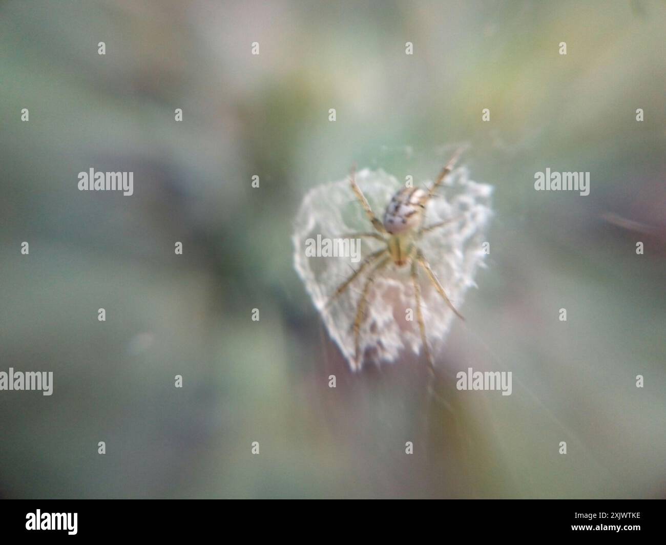 Mangora gibberosa hi-res stock photography and images - Alamy