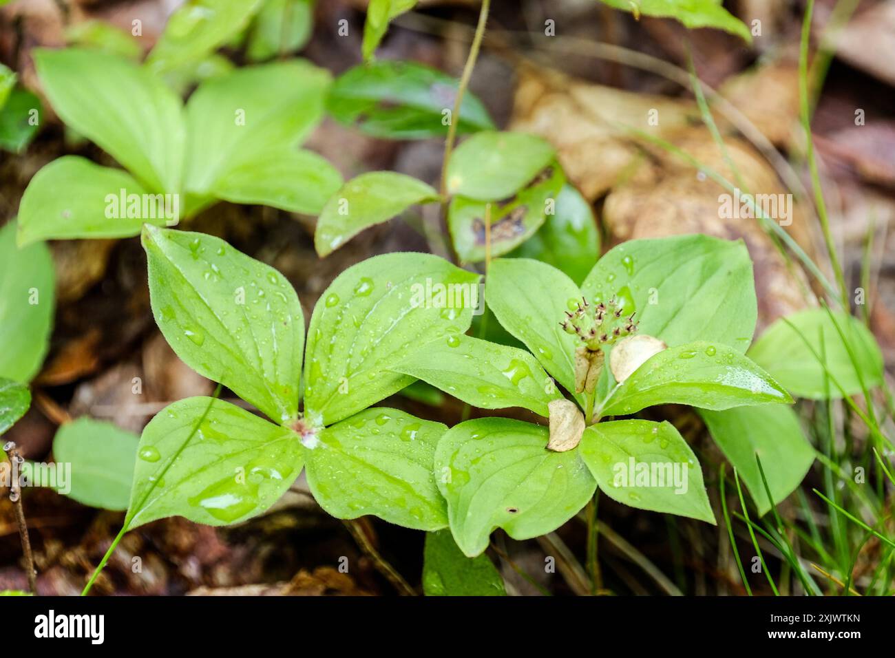 Canadian bunchberry (Cornus canadensis) Plantae Stock Photo - Alamy