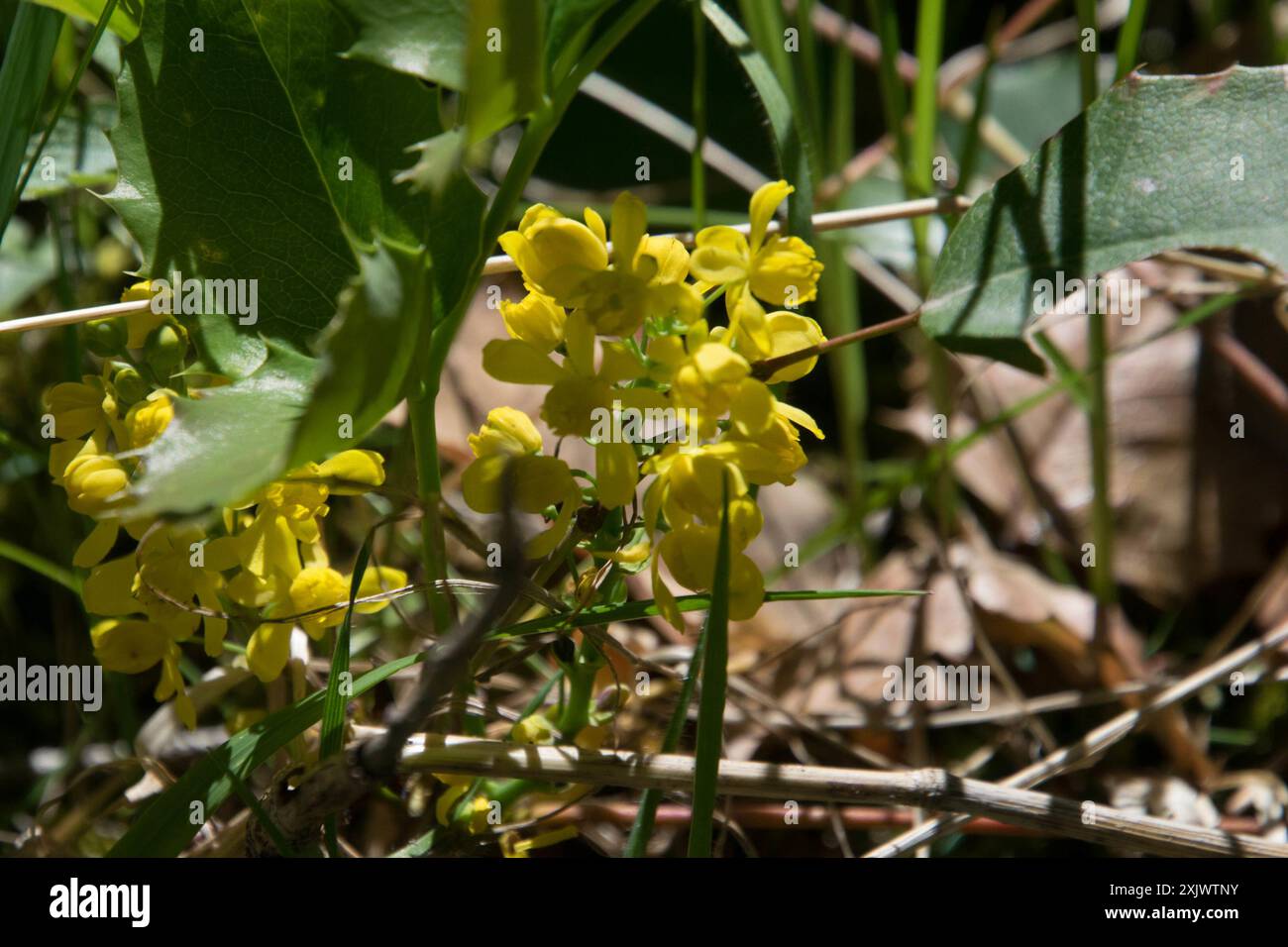 creeping mahonia (Berberis repens) Plantae Stock Photo - Alamy