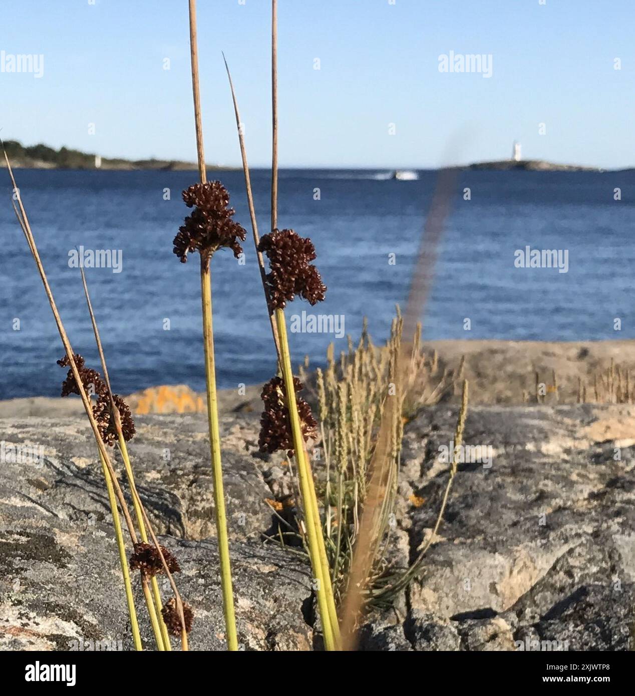 Compact rush juncus conglomeratus hi-res stock photography and images ...