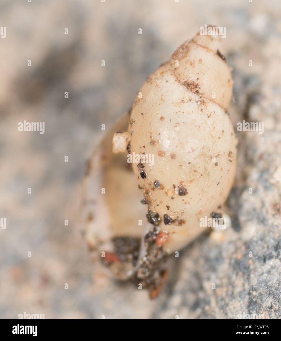 Bladder Snails (Physidae) Mollusca Stock Photo - Alamy