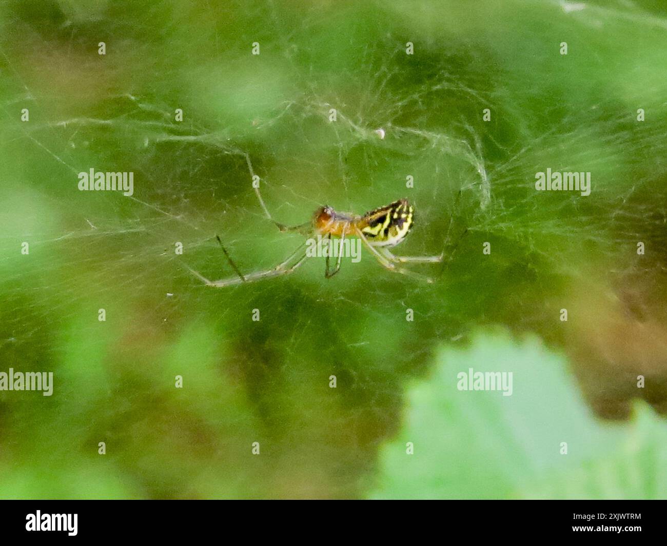 Neriene emphana hi-res stock photography and images - Alamy