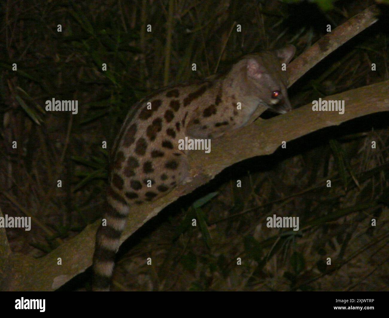 Rusty-spotted Genet (Genetta maculata) Mammalia Stock Photo - Alamy