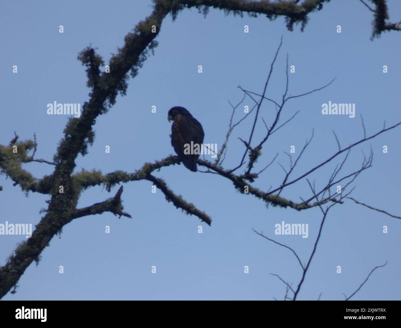 Bronze-winged Parrot (Pionus chalcopterus) Aves Stock Photo - Alamy