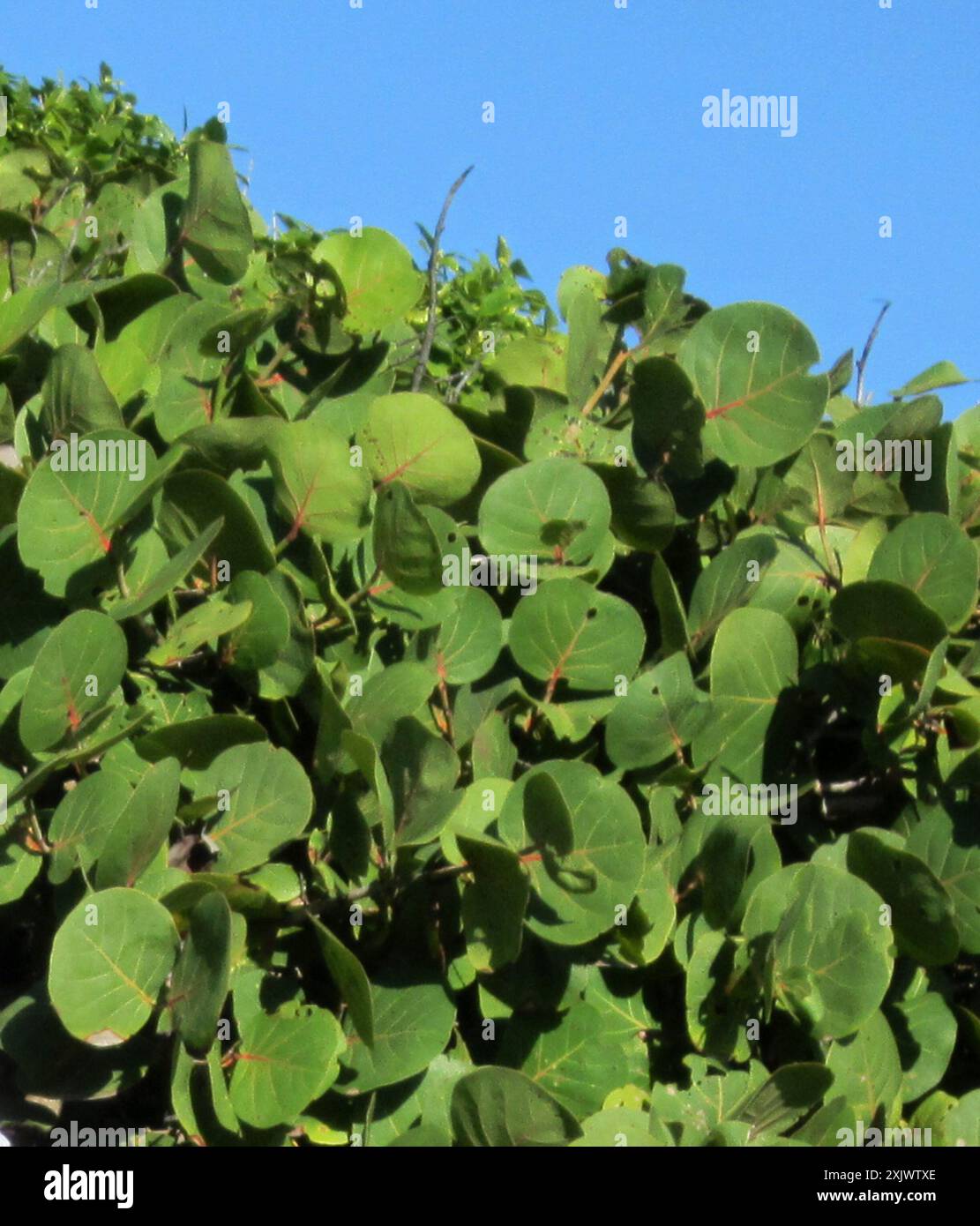 sea grape (Coccoloba uvifera) Plantae Stock Photo - Alamy