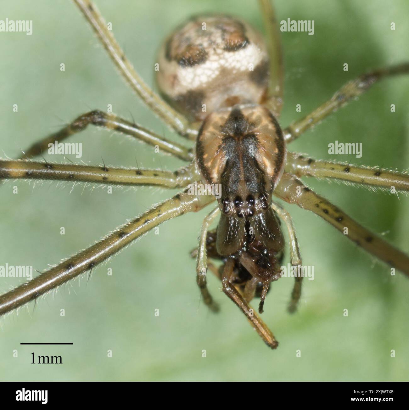 Stretch Spiders (Tetragnatha) Arachnida Stock Photo - Alamy