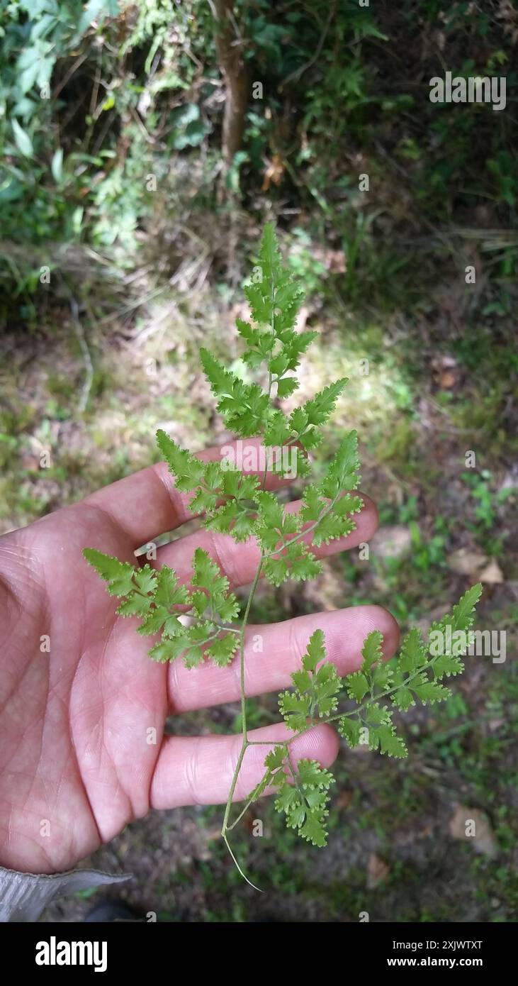 Japanese climbing fern (Lygodium japonicum) Plantae Stock Photo - Alamy