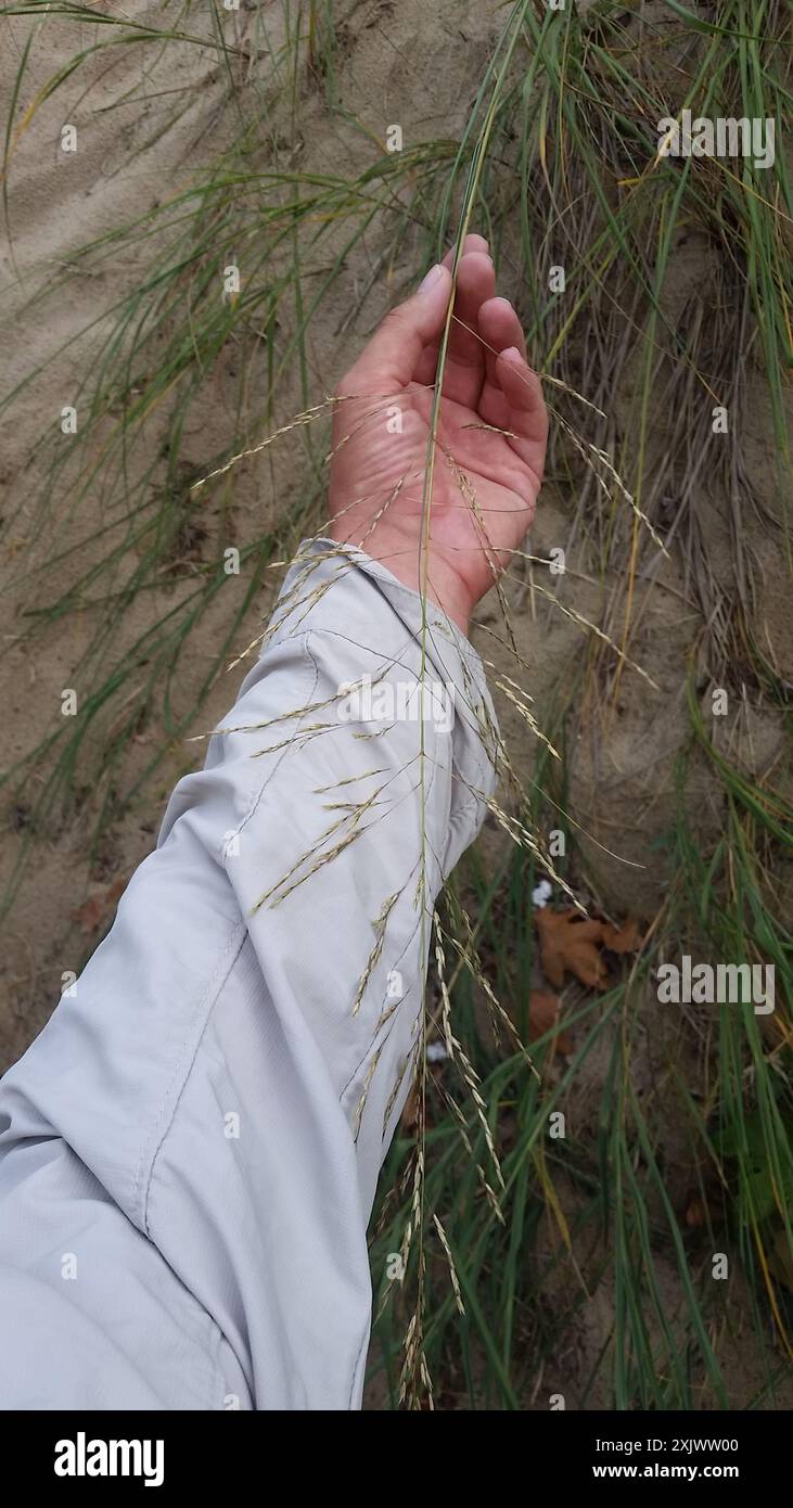 Sand Reedgrass (Sporobolus rigidus magnus) Plantae Stock Photo - Alamy