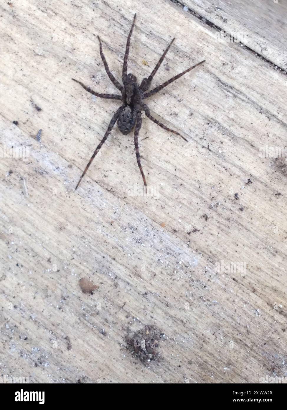 Thin-legged Wolf Spiders (Pardosa) Arachnida Stock Photo - Alamy