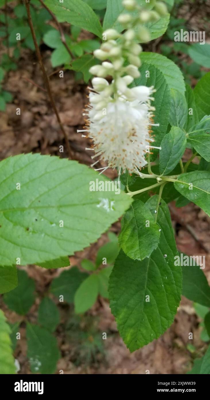 Sweet Pepperbush (Clethra alnifolia) Plantae Stock Photo - Alamy