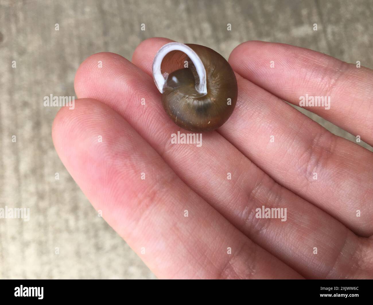 White-lip Globe Snail (Mesodon thyroidus) Mollusca Stock Photo - Alamy