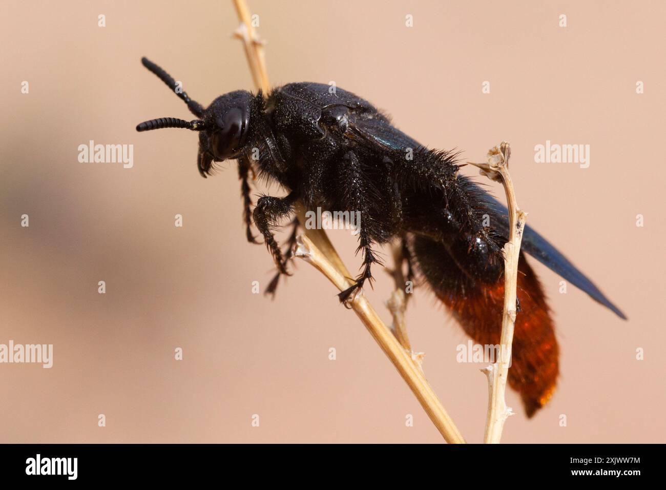 Fire-tailed Scoliid Wasp (Triscolia ardens) Insecta Stock Photo - Alamy